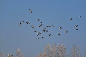 Air Fly Pro Instructions | Easy Setup & Troubleshooting Guide