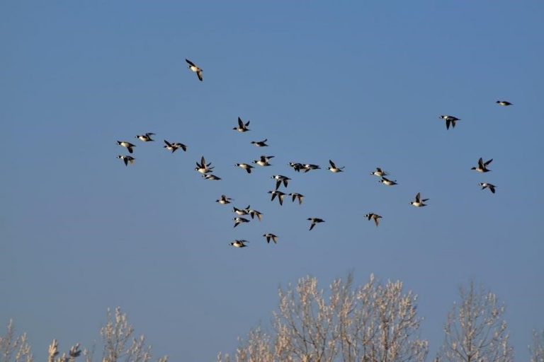 Air Fly Pro Instructions | Easy Setup & Troubleshooting Guide